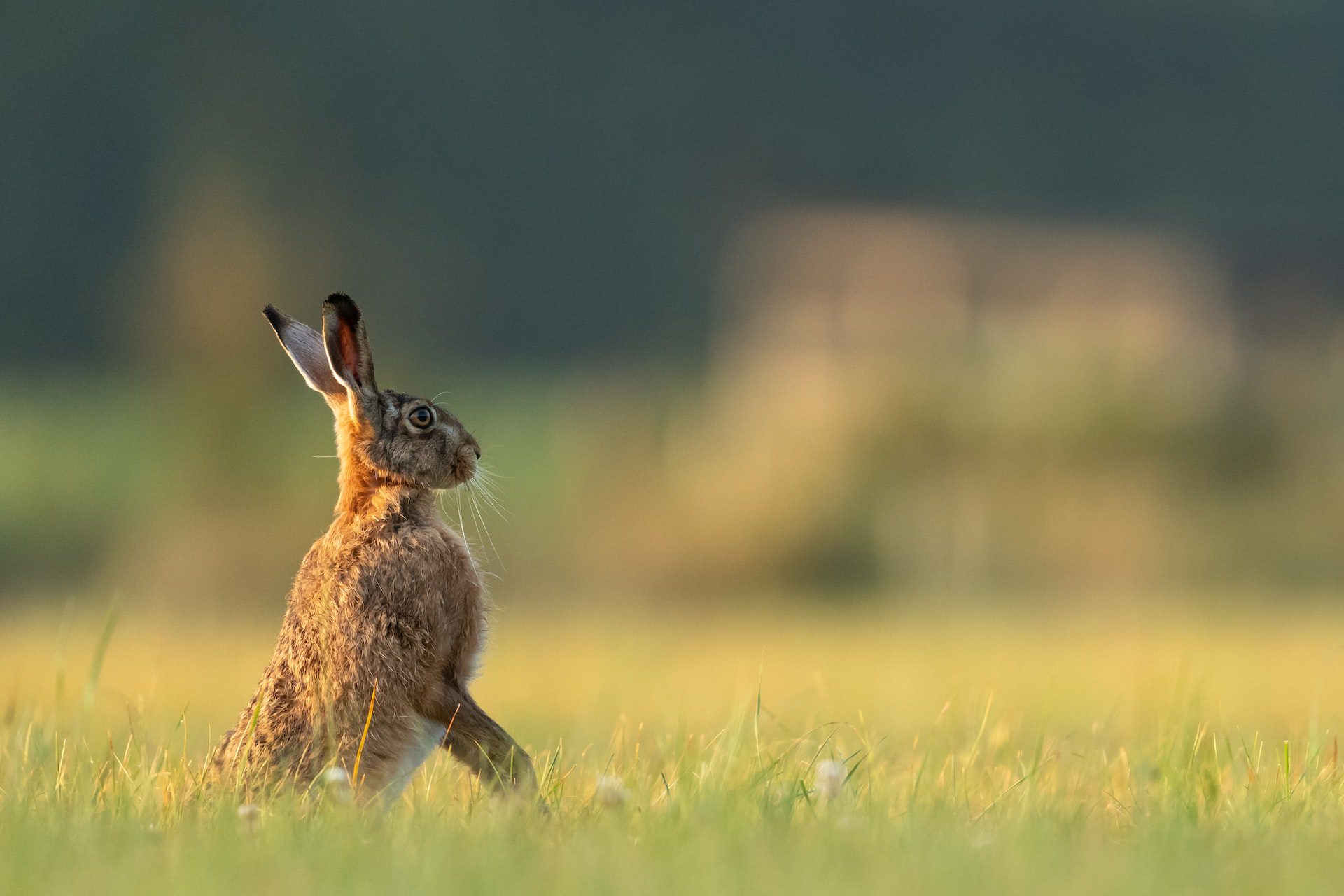 Vildkanin på Gotland🐇Population, utbredelse, habitat & påverkan