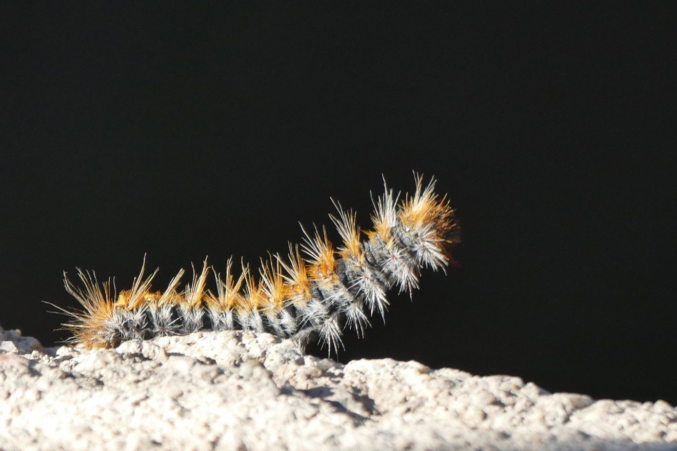 Giftiga Larver i Sverige🐛Våra Fascinerande men Farliga Larver!