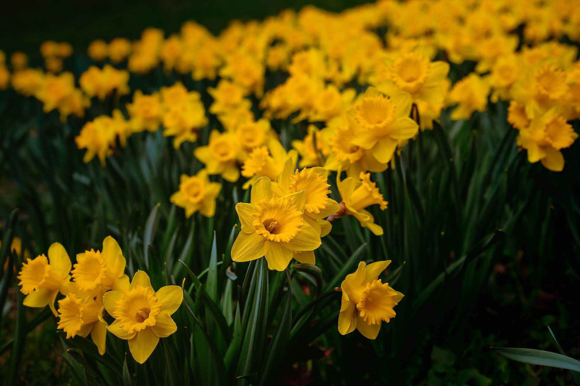 Gula Vilda Blommor i Sverige🌻De Vanligaste Gula Blommorna!
